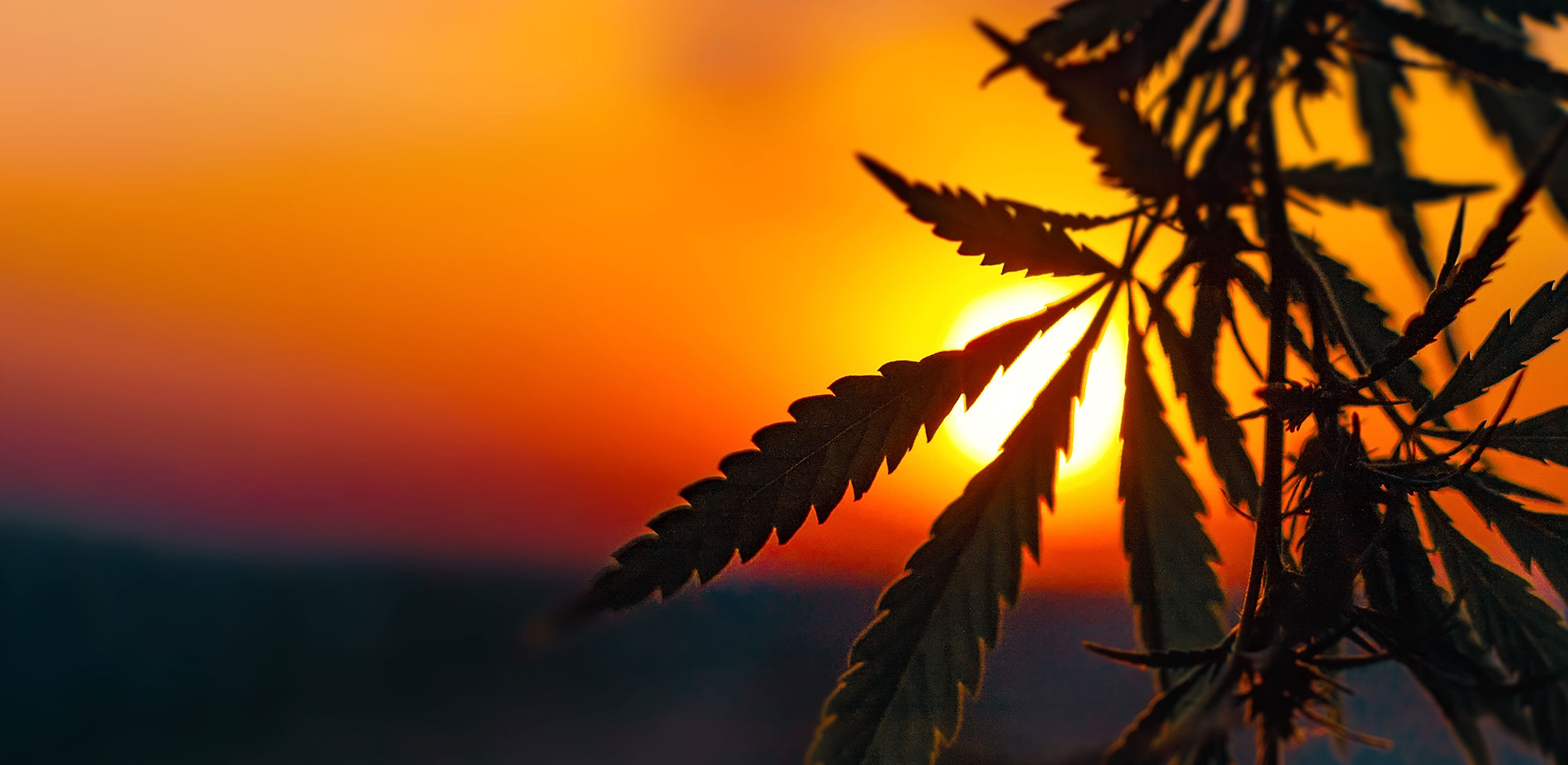 Kratom vs CBD: Benefits and Key Differences | Real Botanicals